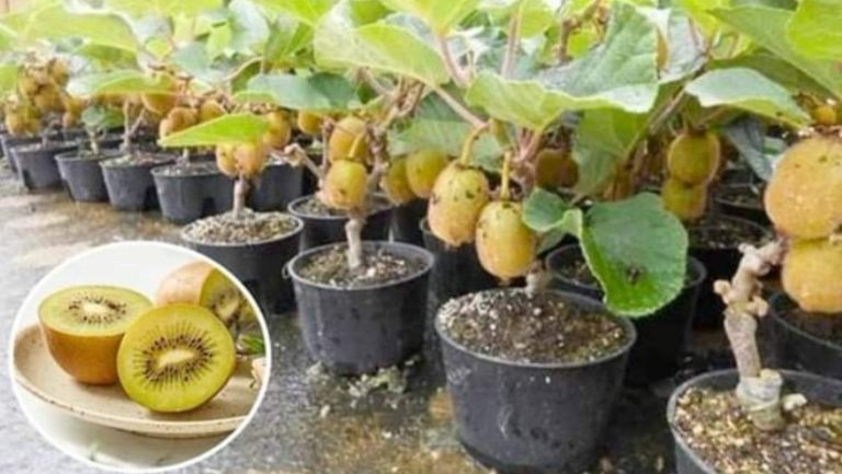 How to Grow Kiwi Plants with Kiwi from the Store – RECIPES
